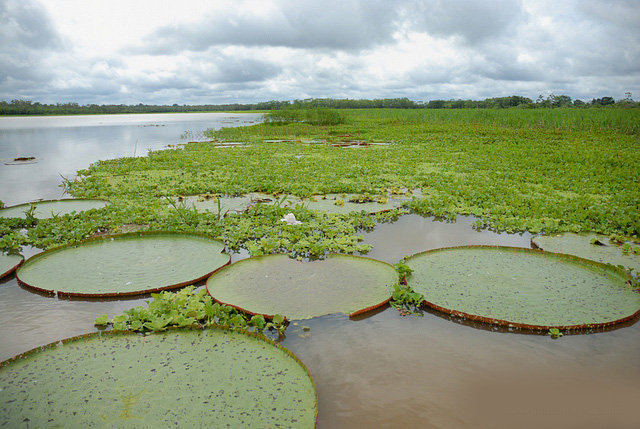Reserva del Manu en la Amazonía peruana: ¿Cómo Llegar y qué hacer ...